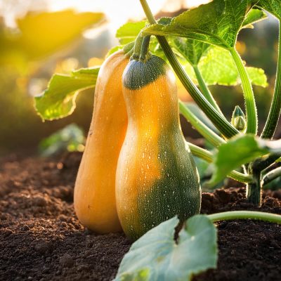 Vegetables That Will Thrive In Zone 6